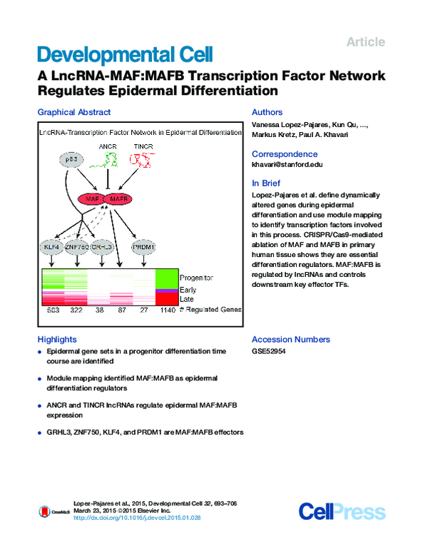 (PDF) A LncRNA-MAF:MAFB Transcription Factor Network Regulates ...