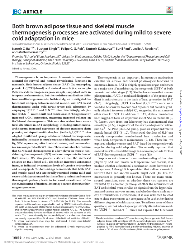 (PDF) Both brown adipose tissue and skeletal muscle thermogenesis ...