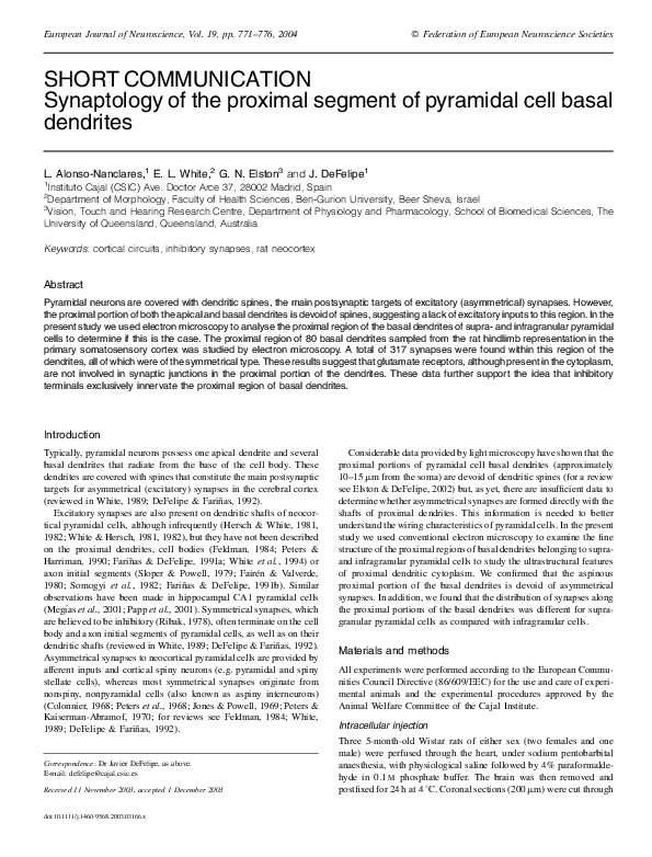 (PDF) Synaptic Analysis of Basal Dendrites in Neurons