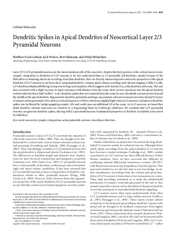 (PDF) Dendritic Spikes in Apical Dendrites of Neocortical Layer 2/3 ...