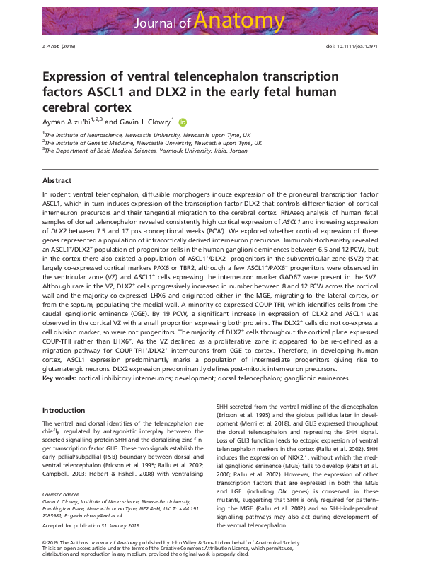 (PDF) Expression of ventral telencephalon transcription factors ASCL1 and DLX2 in the early ...
