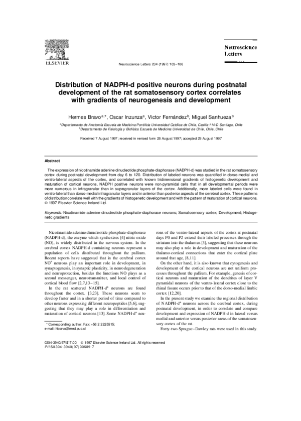 (PDF) Distribution of NADPH-d positive neurons during postnatal ...