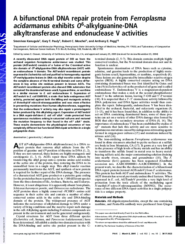 (PDF) A bifunctional DNA repair protein from Ferroplasma acidarmanus ...