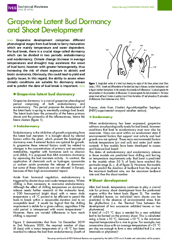 (PDF) Grapevine Latent Bud Dormancy and Shoot Development
