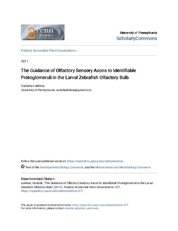 (PDF) The guidance of olfactory sensory axons to identifiable ...