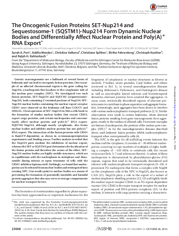 (PDF) Dynamic Nuclear Bodies in Leukemia Proteins