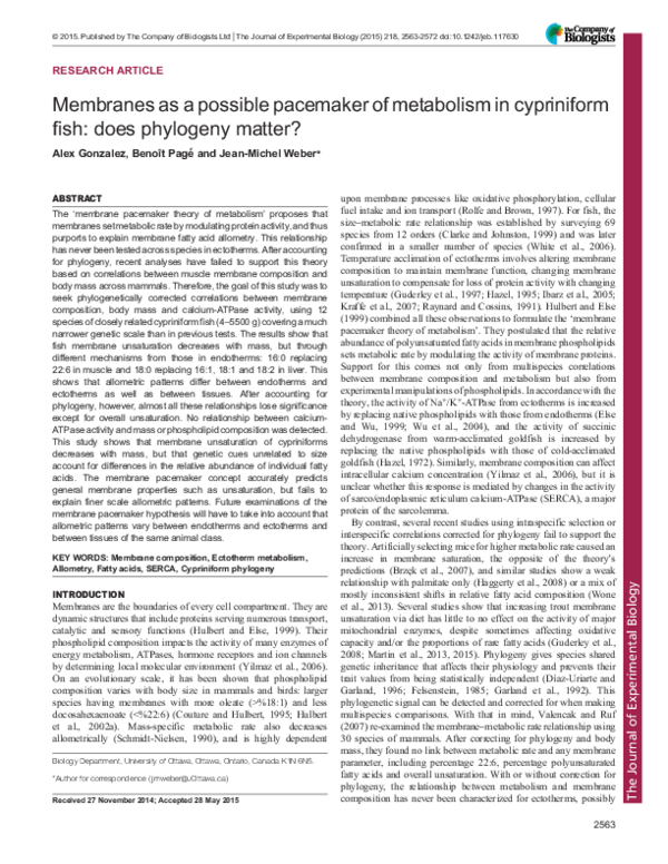 (PDF) Membranes as possible pacemaker of metabolism in cypriniform fish ...