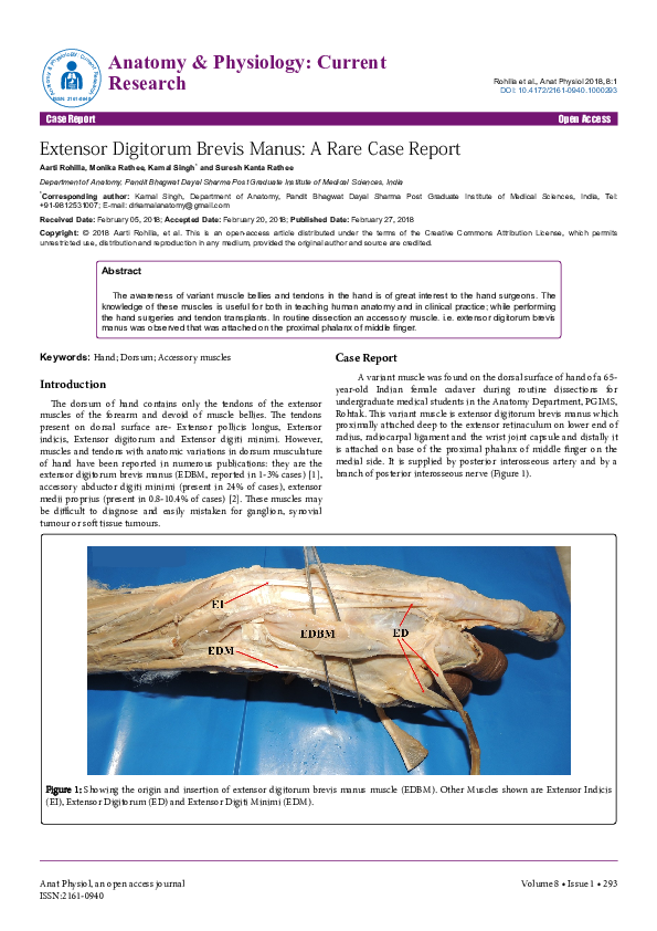 (PDF) Extensor Digitorum Brevis Manus: A Rare Case Report