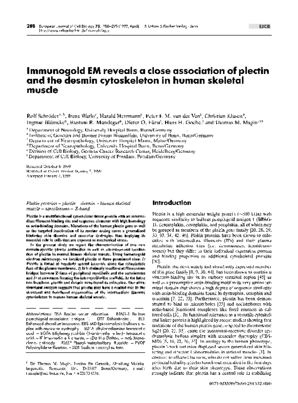 (PDF) Immunogold EM reveals a close association of plectin and the ...