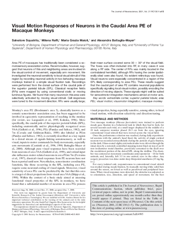(PDF) Visual motion responses of neurons in the caudal area pe of macaque monkeys
