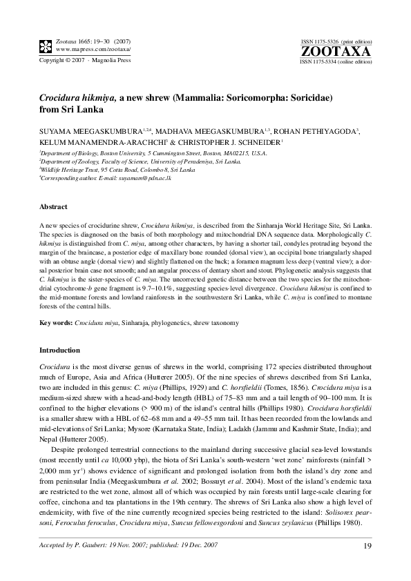 (PDF) Crocidura hikmiya, a new shrew (Mammalia: Soricomorpha: Soricidae ...
