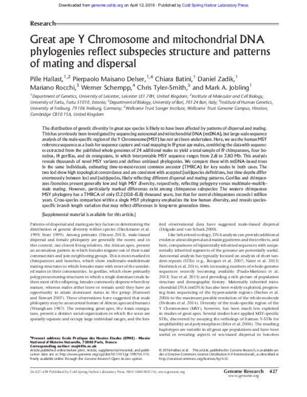 (PDF) Great-ape Y Chromosome and mitochondrial DNA phylogenies reflect ...