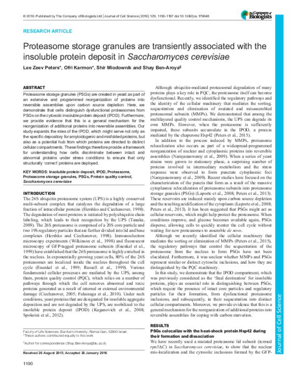 (PDF) Proteasome storage granules are transiently associated with the ...
