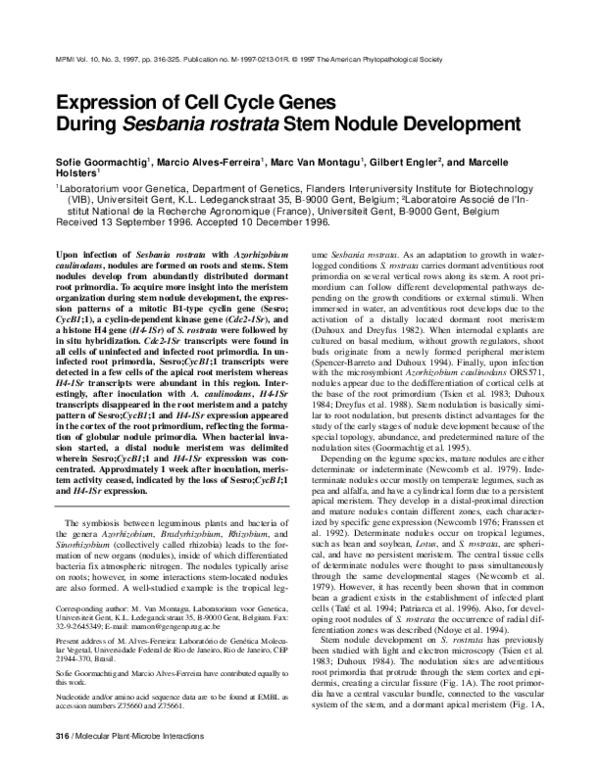 (PDF) Expression of Cell Cycle Genes During Sesbania rostrata Stem ...
