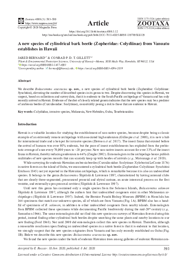 (PDF) A new species of cylindrical bark beetle (Zopheridae: Colydiinae ...