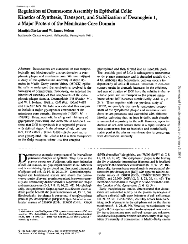 (PDF) Regulation of desmosome assembly in epithelial cells: kinetics of ...