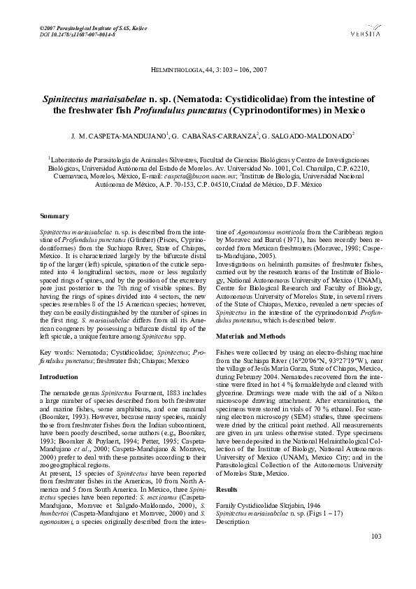 (PDF) Spinitectus mariaisabelae n. sp. (Nematoda: Cystidicolidae) from ...
