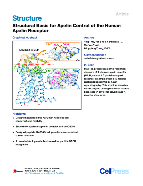 (PDF) Structural Basis for Apelin Control of the Human Apelin Receptor