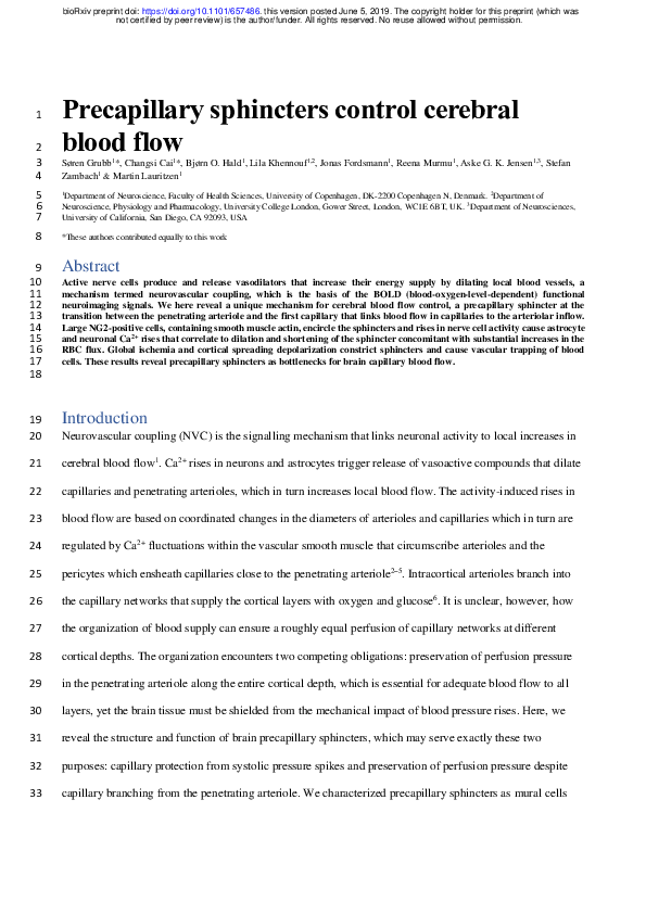 (PDF) Precapillary sphincters control cerebral blood flow