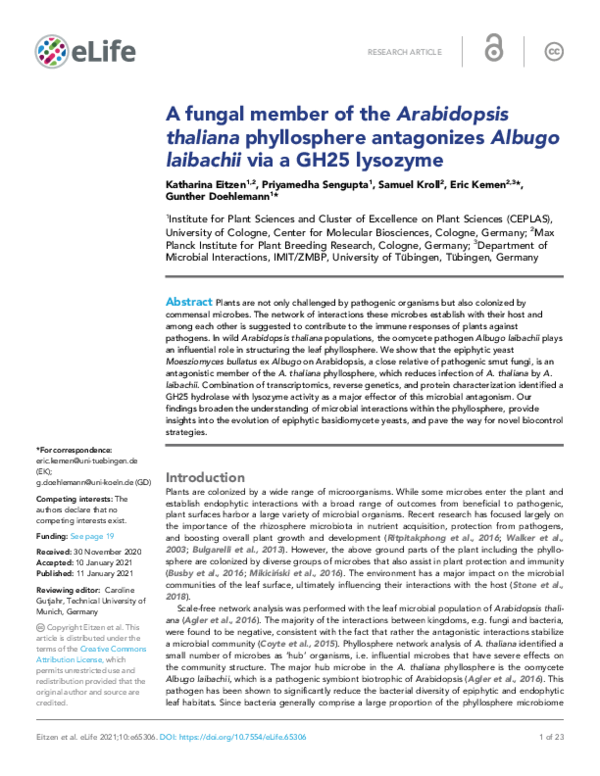 (PDF) A fungal member of the Arabidopsis thaliana phyllosphere antagonizes Albugo laibachii via ...