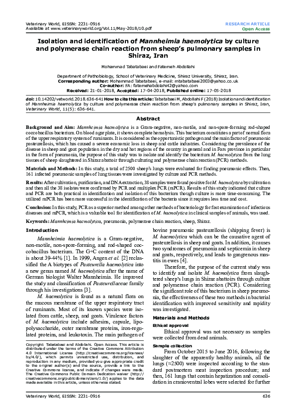 (PDF) Isolation and Identification of Mannheimia haemolytica and Pasteurella multocida in Sheep ...