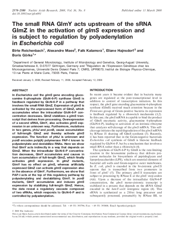 (PDF) GlmY and GlmZ Regulation of glmS Expression in E. coli