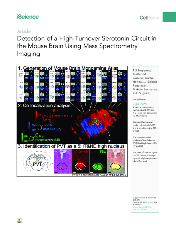 (PDF) Detection of a high turnover serotonin circuit in the mouse brain ...
