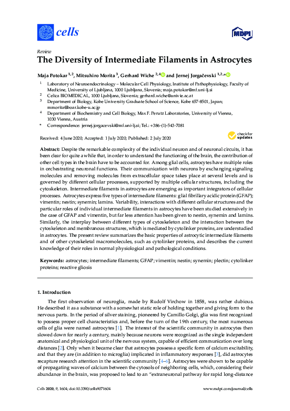 (PDF) The Diversity of Intermediate Filaments in Astrocytes