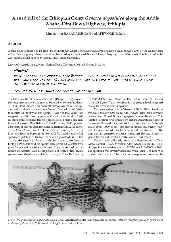 (PDF) A road kill of the Ethiopian Genet Genetta abyssinica along the ...
