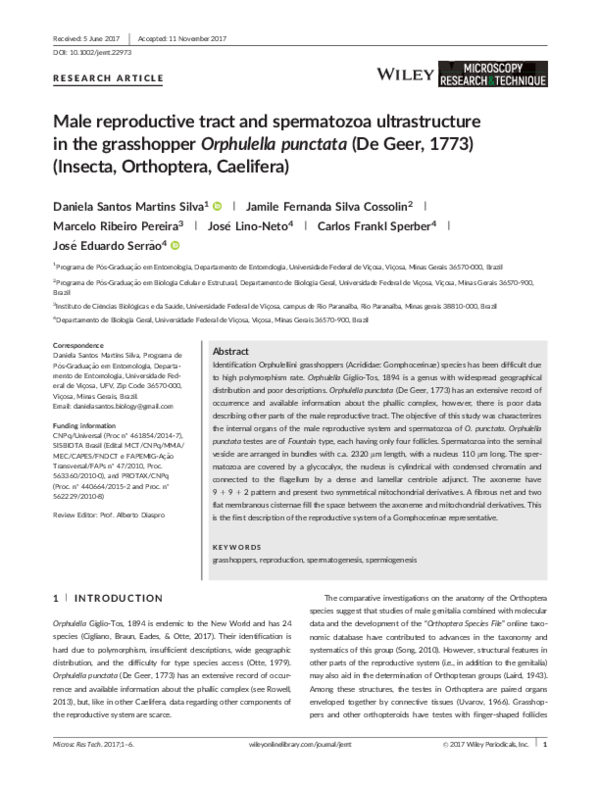(PDF) Morphology of the male reproductive system and sperm ...