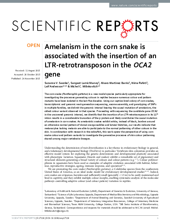 Amelanism in the corn snake is associated with the insertion of an LTR ...