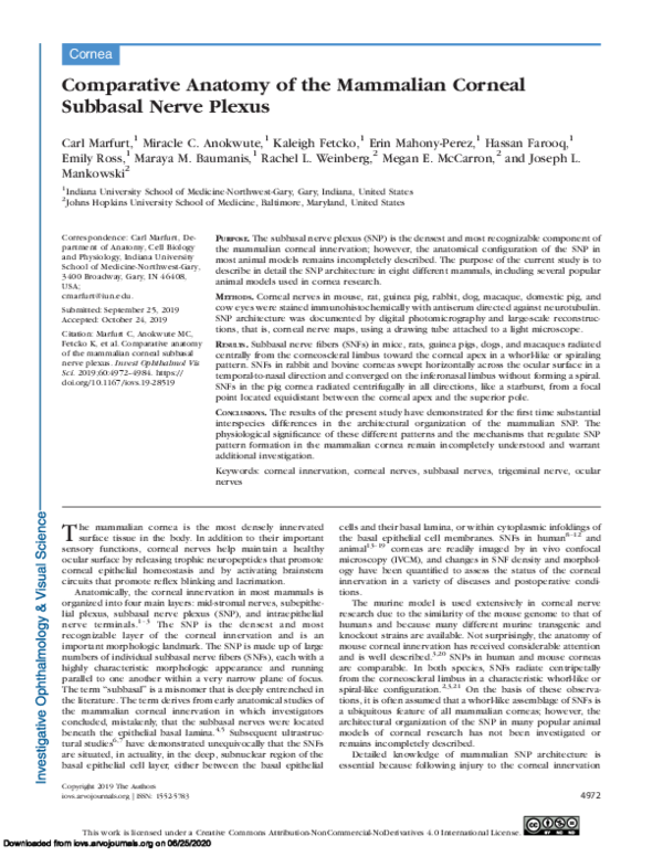 (PDF) Comparative Anatomy of the Mammalian Corneal Subbasal Nerve Plexus