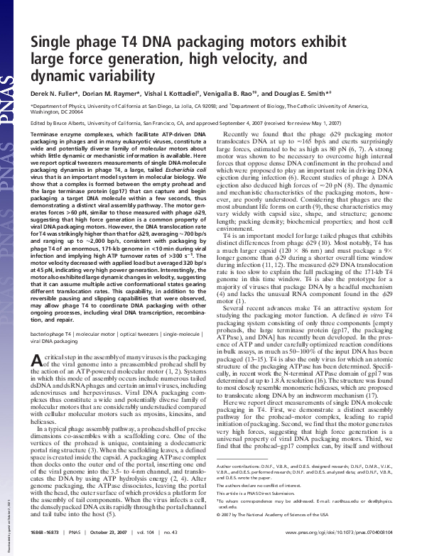 (PDF) Single phage T4 DNA packaging motors exhibit large force ...