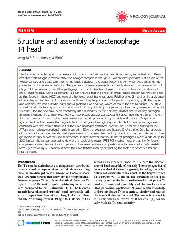 (PDF) Structure and assembly of bacteriophage T4 head