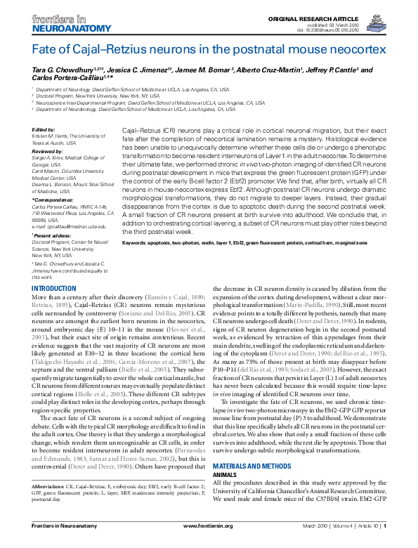 (PDF) Fate of Cajal-Retzius neurons in the postnatal mouse neocortex