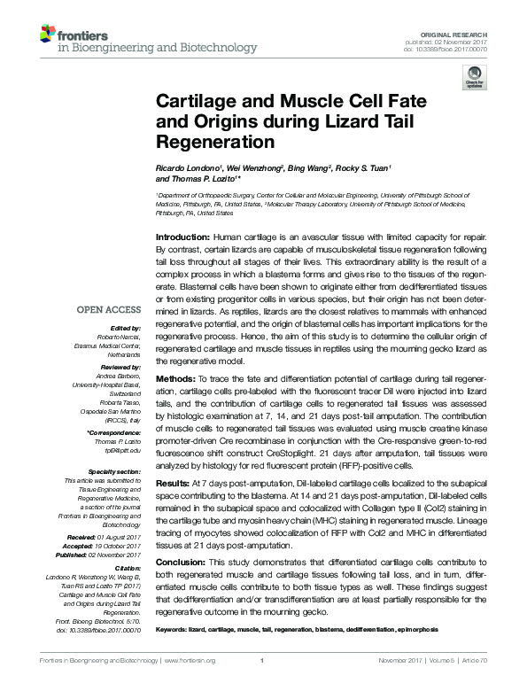 (PDF) Cartilage and Muscle Cell Fate and Origins during Lizard Tail ...