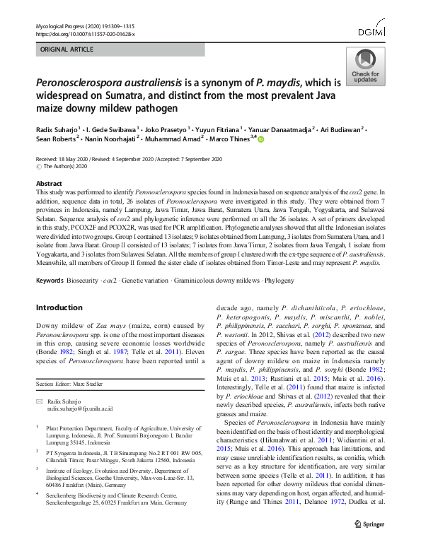 (PDF) Peronosclerospora australiensis is a synonym of P. maydis, which ...