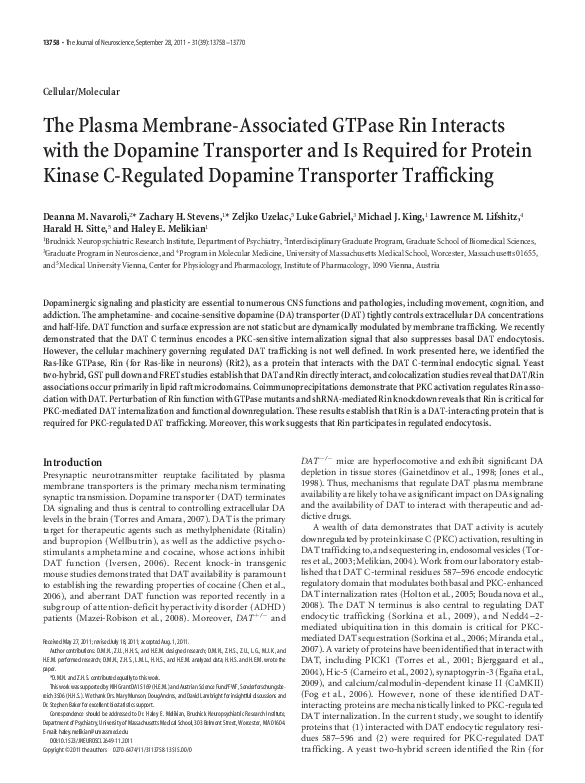 (PDF) The plasma membrane-associated GTPase Rin interacts with the ...