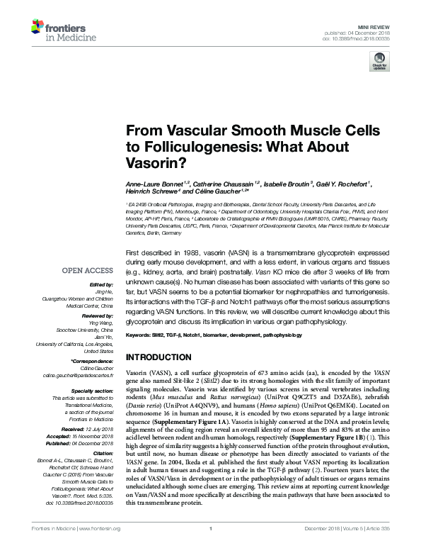(PDF) From Vascular Smooth Muscle Cells to Folliculogenesis: What About ...