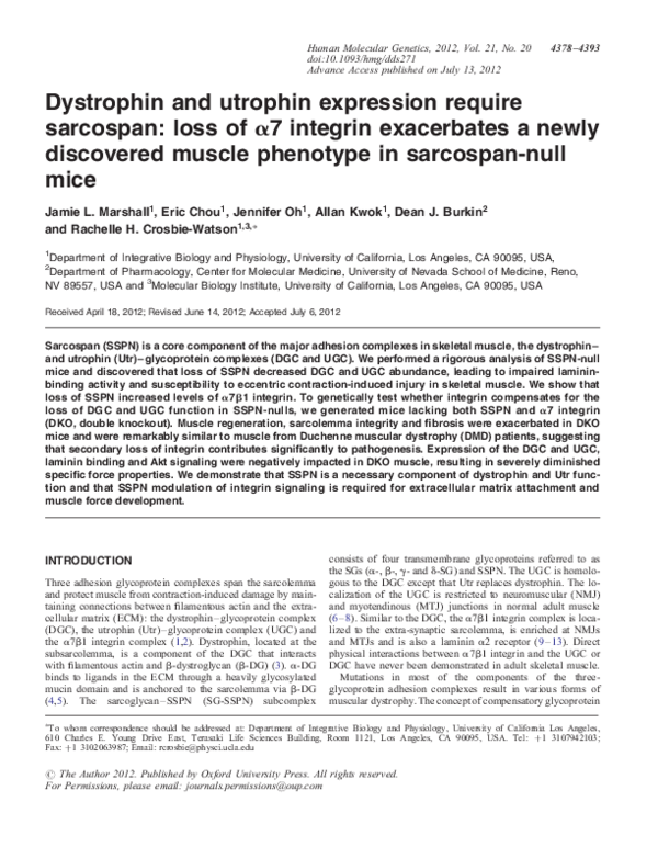(PDF) Dystrophin and utrophin expression require sarcospan: loss of 7 ...