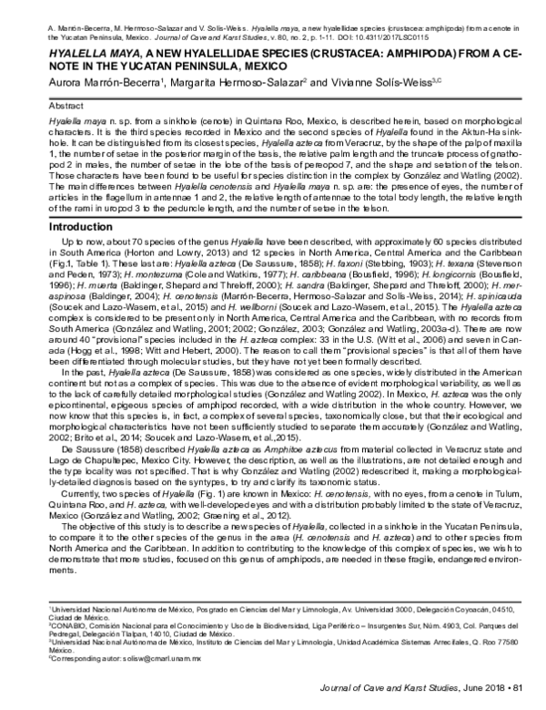 (PDF) Hyalella maya, a new hyalellidae species (crustacea: amphipoda ...