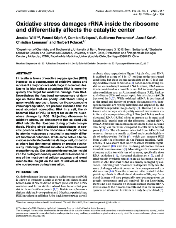 (PDF) Oxidative stress damages rRNA inside the ribosome and ...
