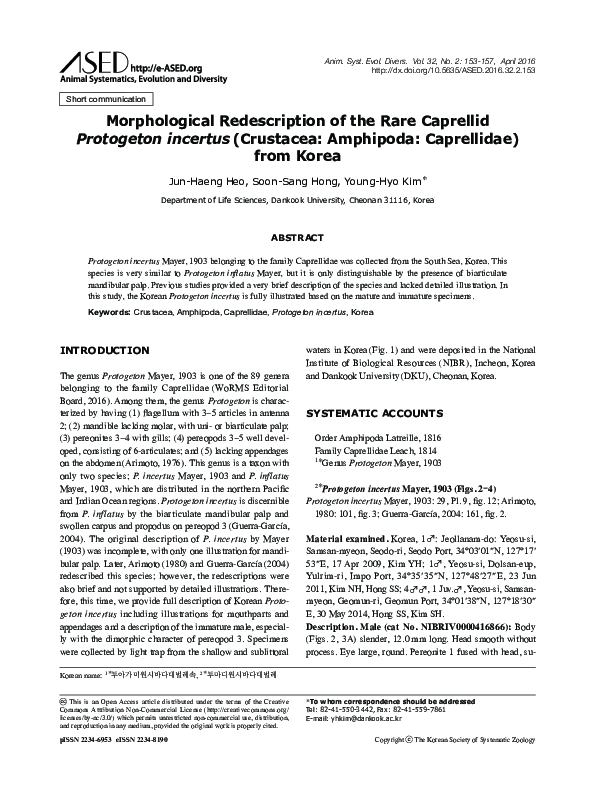 (PDF) Morphological Redescription of the Rare Caprellid Protogeton ...