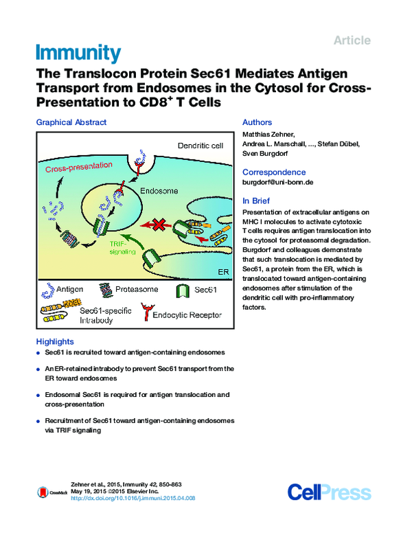 (PDF) The translocon protein sec61 mediates antigen transport from ...