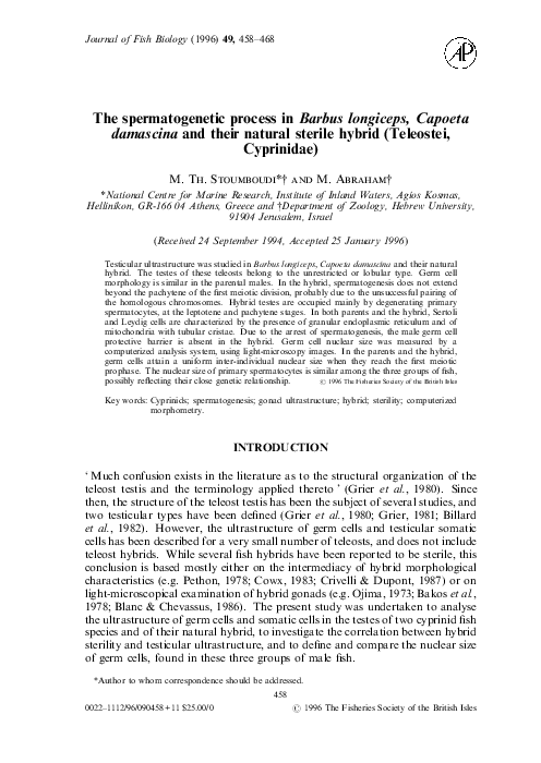 (PDF) The spermatogenetic process inBarbus longiceps, Capoeta ...