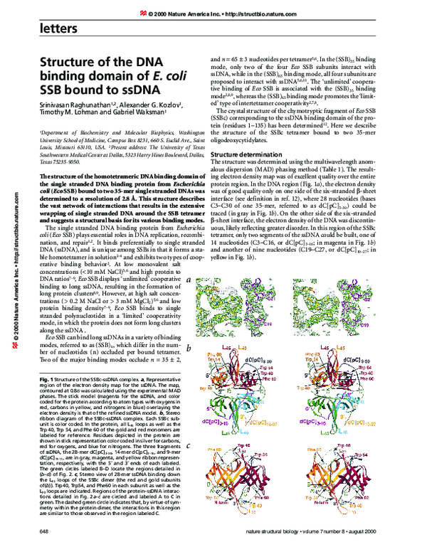Pdf Structure Of The Dna Binding Domain Of E Coli Ssb Bound To Ssdna