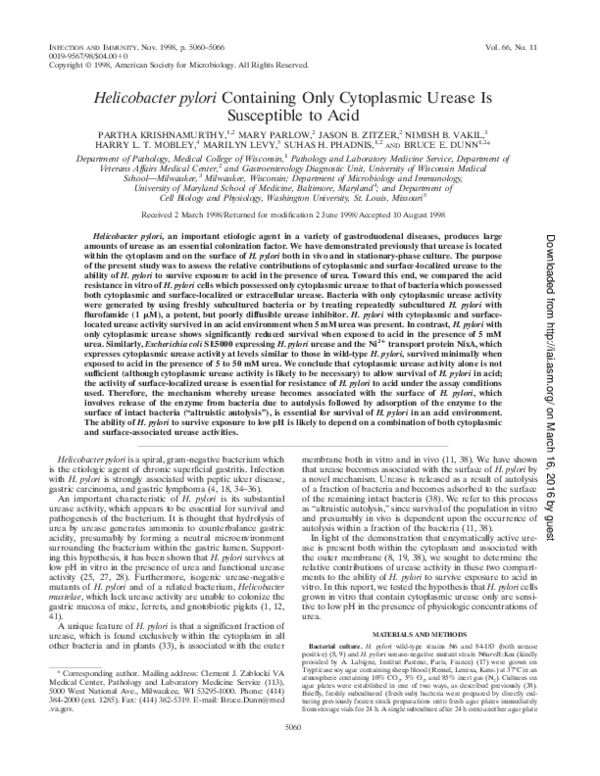 (PDF) Helicobacter pylori containing only cytoplasmic urease is ...