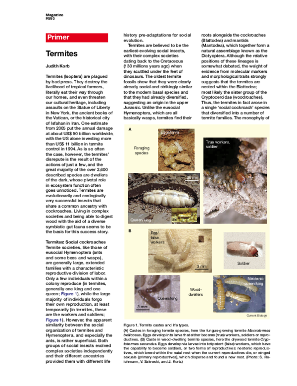 (PDF) Termites