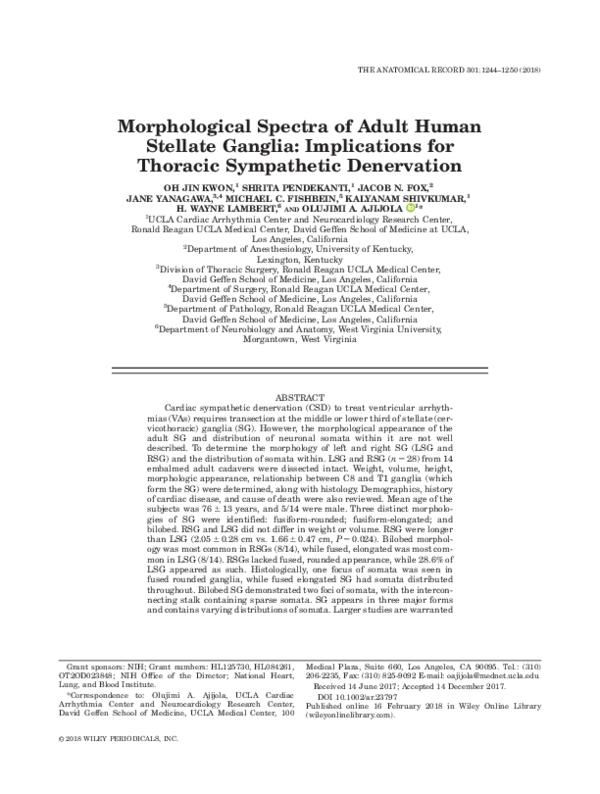 (PDF) Morphological Spectra of Adult Human Stellate Ganglia ...