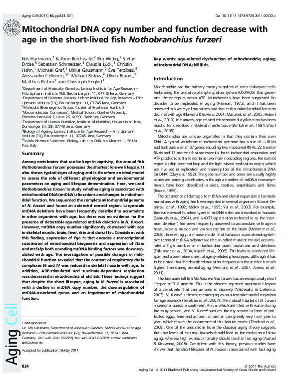 (PDF) Mitochondrial DNA copy number and function decrease with age in ...